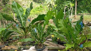 Rainforest Plants