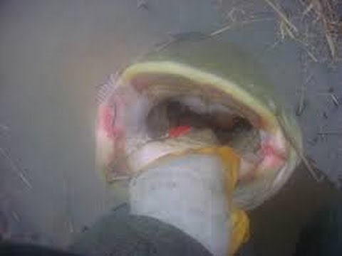Pêche au silure en Meuse 26 06 2015 - YouTube