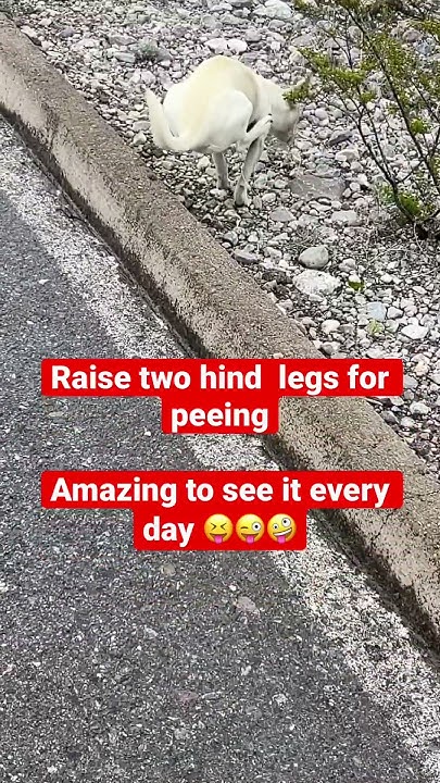 Biancas Best Talent 1 Raise Two Hind Legs For Peeing Youtube