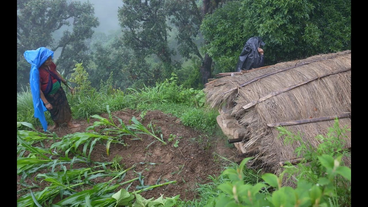 Raining season in village || Working in farming area - YouTube