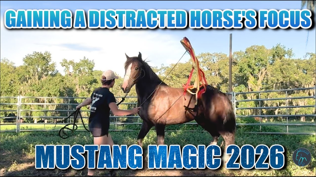Gaining a Distracted Horse's Focus | Frodo 8 - YouTube
