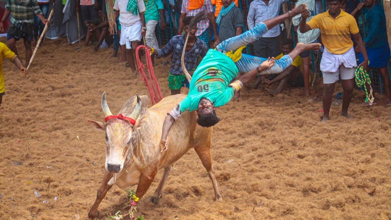 Kattikulam Jallikattu 2024 Videos 13 | கட்டிக்குளம் ஜல்லிக்கட்டு 2024 ...