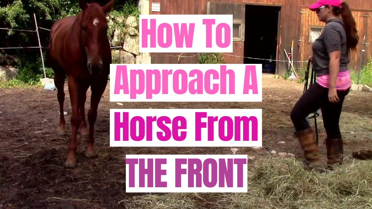 How to Approach a Horse From the Front Out In The Paddock - YouTube
