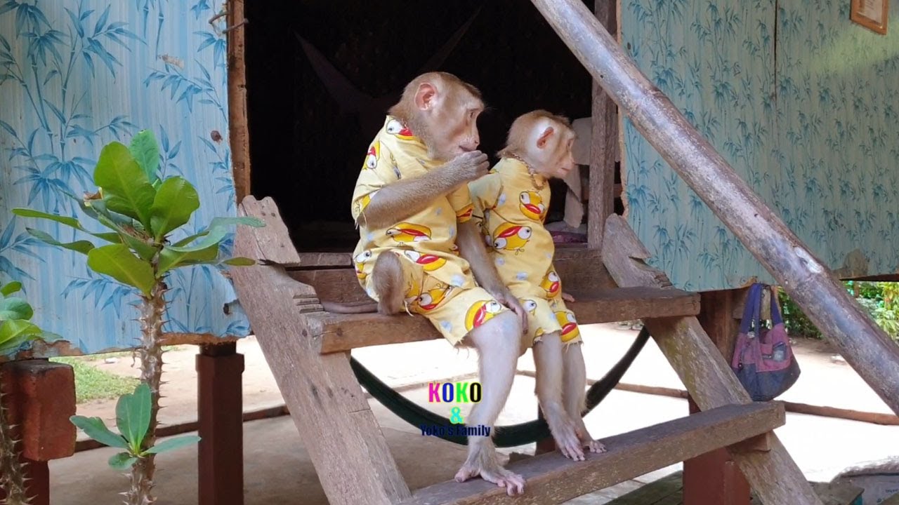 Just Waked Up Cute Little BB Monkey Yoko And Koko Obey Sitting Wait Mom ...