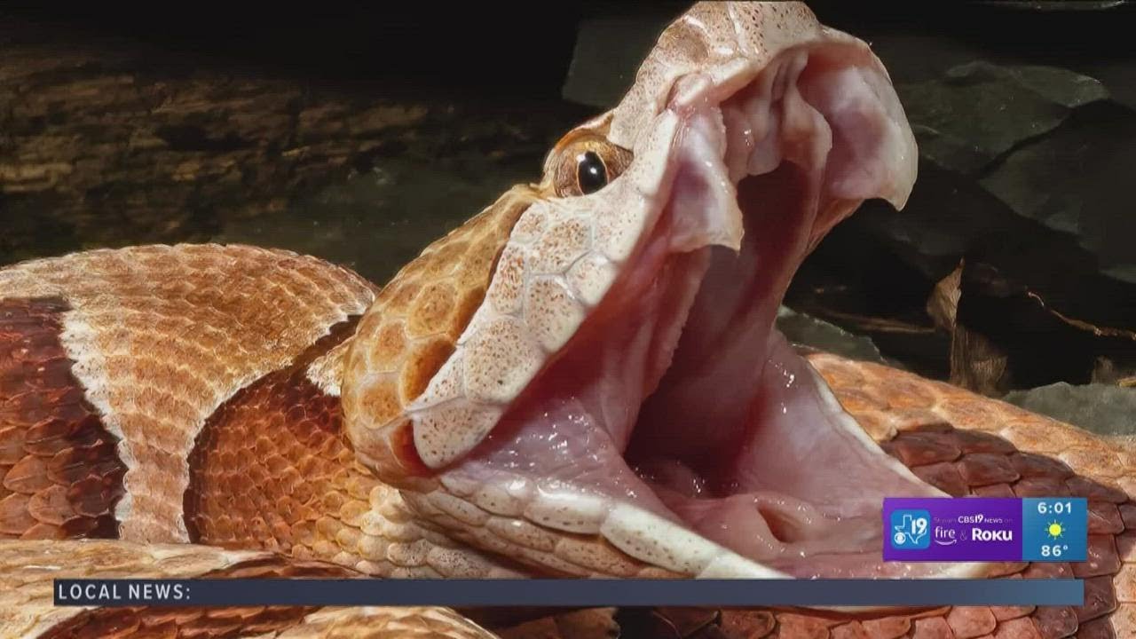 Copperhead Snake Mouth Is The Hudson Valley On The Verge Of A