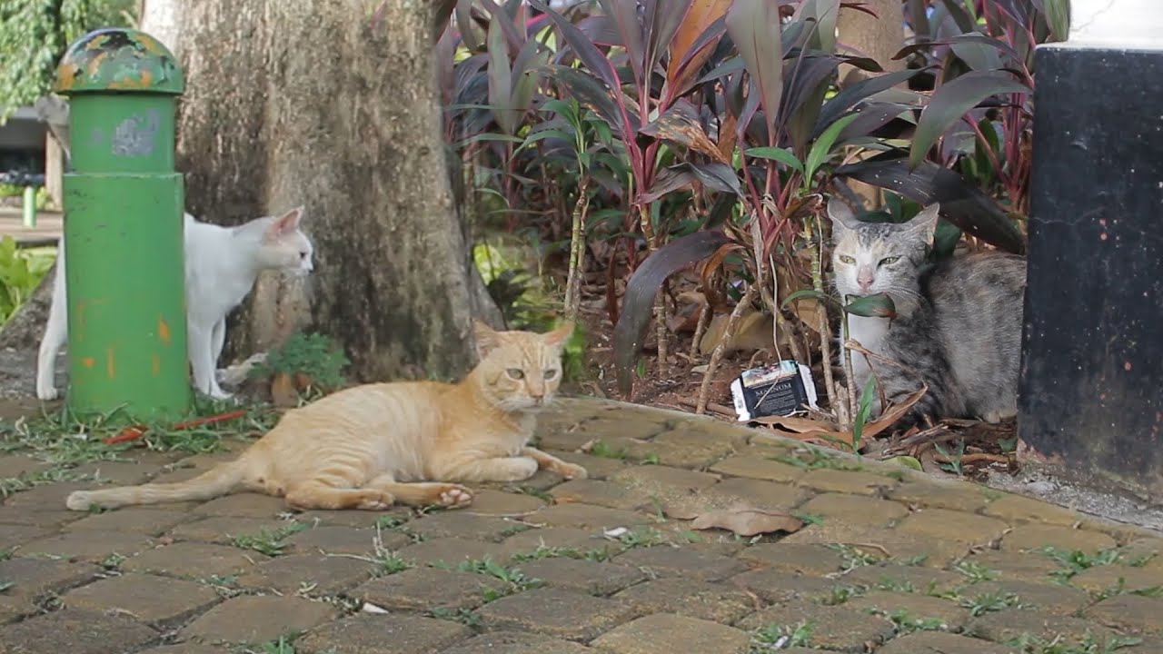 Stray Cat Attack Other Cats Out Of Jealousy YouTube stray-cat-attack-other-cats-out-of-jealousy-youtube