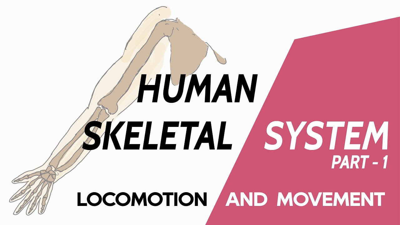 Locomotion and Movement - Human Skeletal System PART - 1 - YouTube