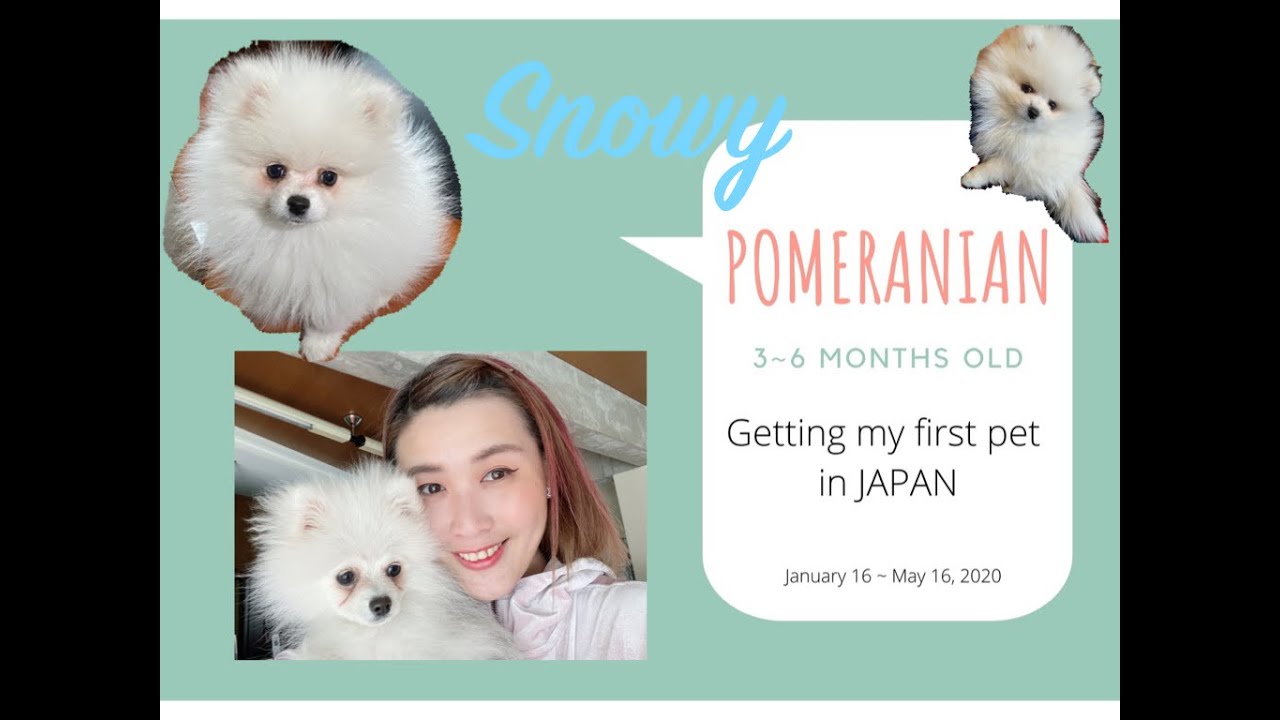 Three~Six Months Old Pomeranian. Getting a dog in JAPAN Puppy Ugly ...