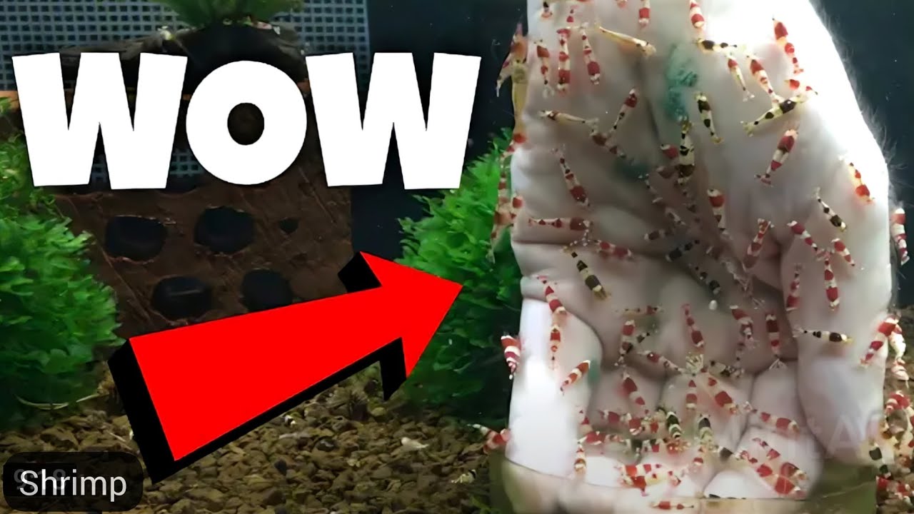 Top 70 shrimp in 2022 - Popular shrimps (Full description of shrimp ...