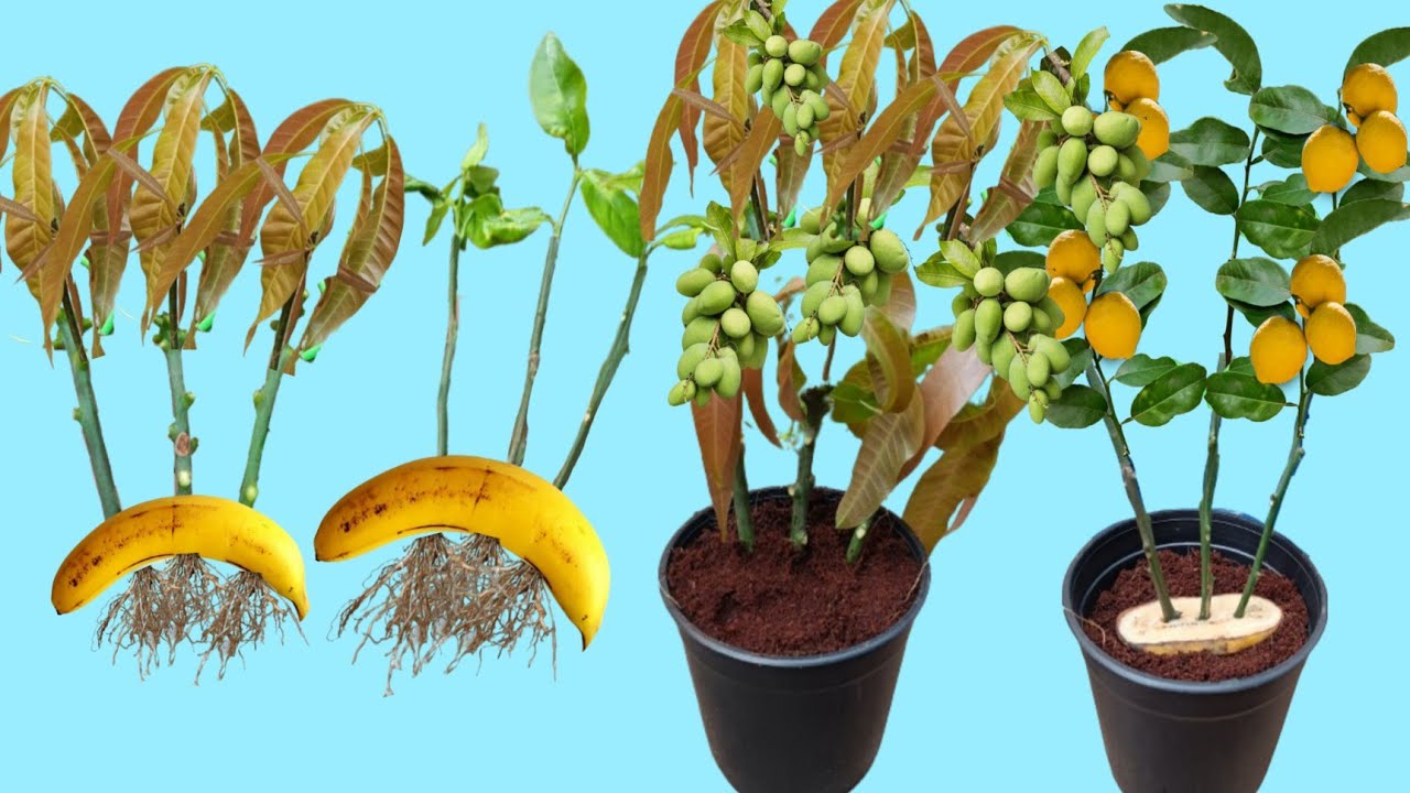 l am Try Growing Mango Trees From Mango Branches and Lemon Trees From ...