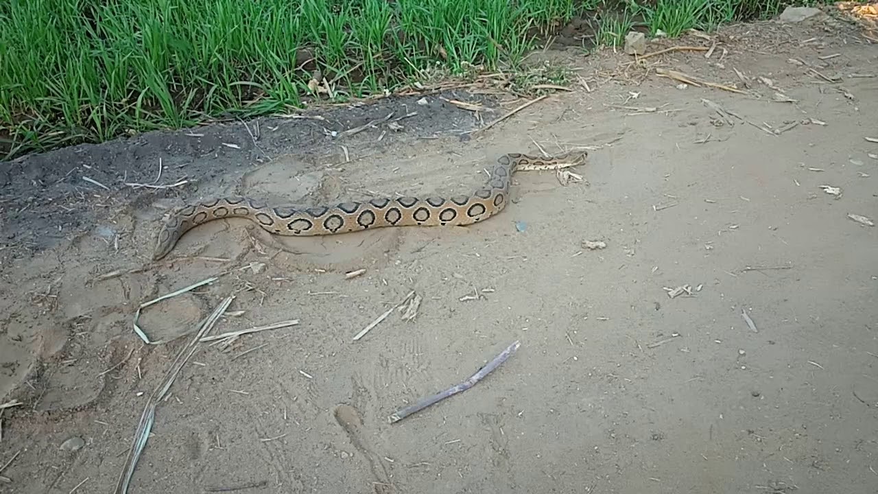 Russell's wiper snake 🐍 at RATHIPUR - YouTube