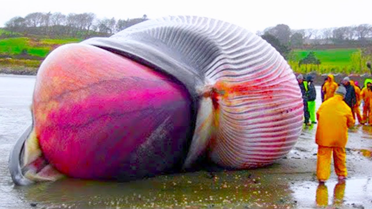 whale explodes on camera.. - YouTube