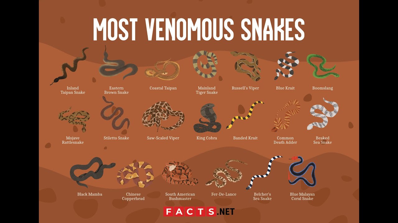 Top 10 of the most venomous snakes on the planet@DiscoveryQuests - YouTube
