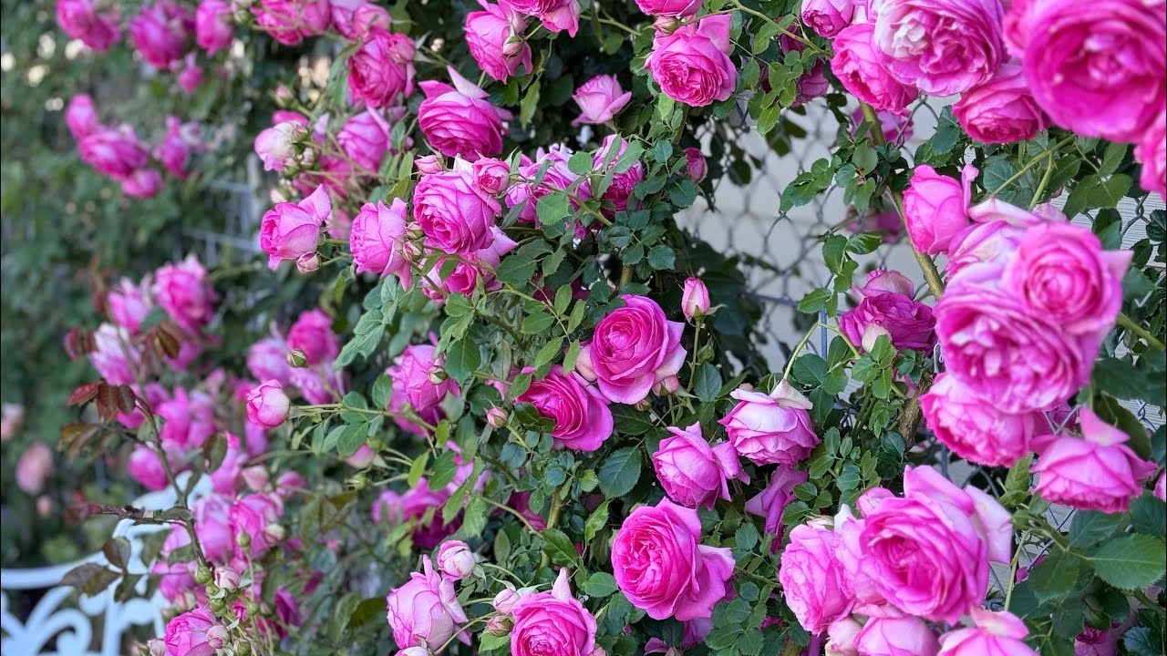 My gorgeous pink Eden rose stole the show with its first stunning bloom ...