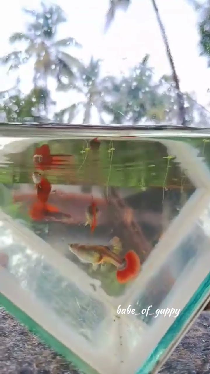 red rose 🥰💞#fish #fishing #guppies #guppy #guppybreeding # ...