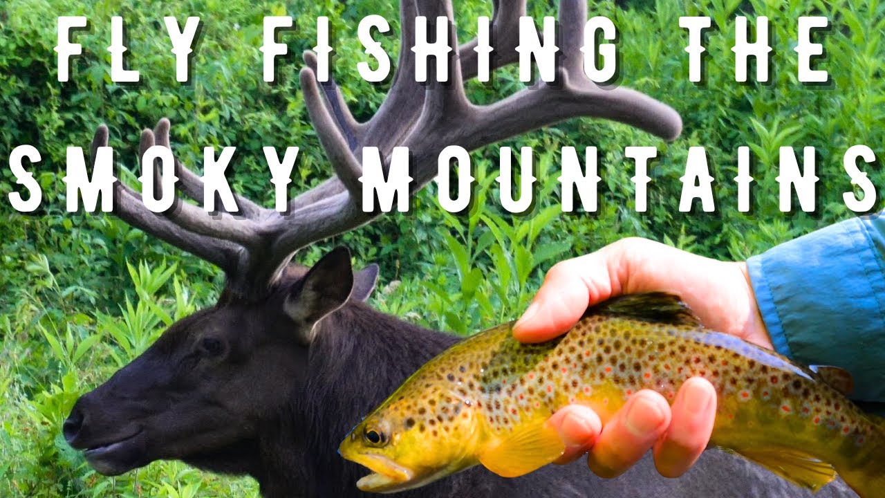 Fly Fishing The Smoky Mountains | A Fly Fishing Roadtrip| Western North ...