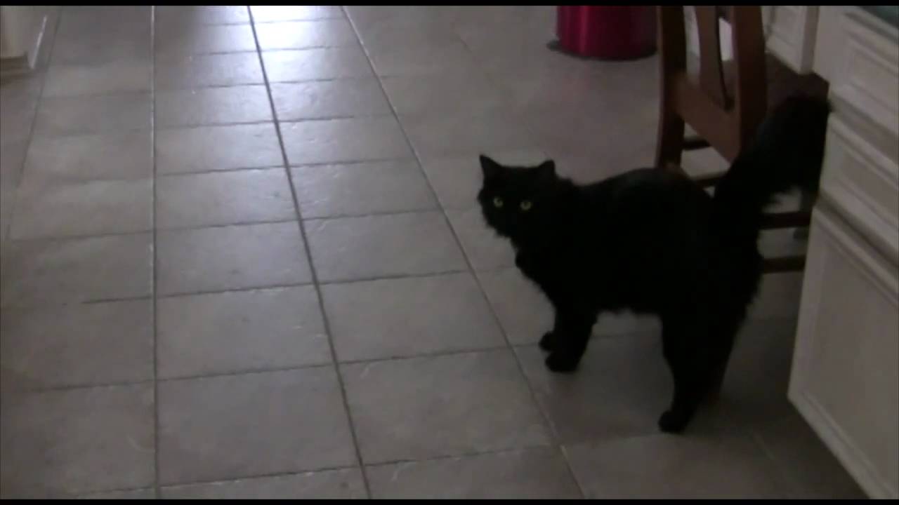 The Adventures of: Mac the Cat - YouTube