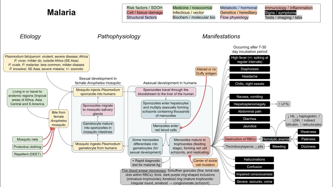 Malaria (mechanism of disease) - YouTube
