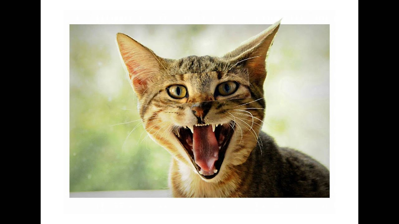 Lady Bubbles Sings Opera - YouTube