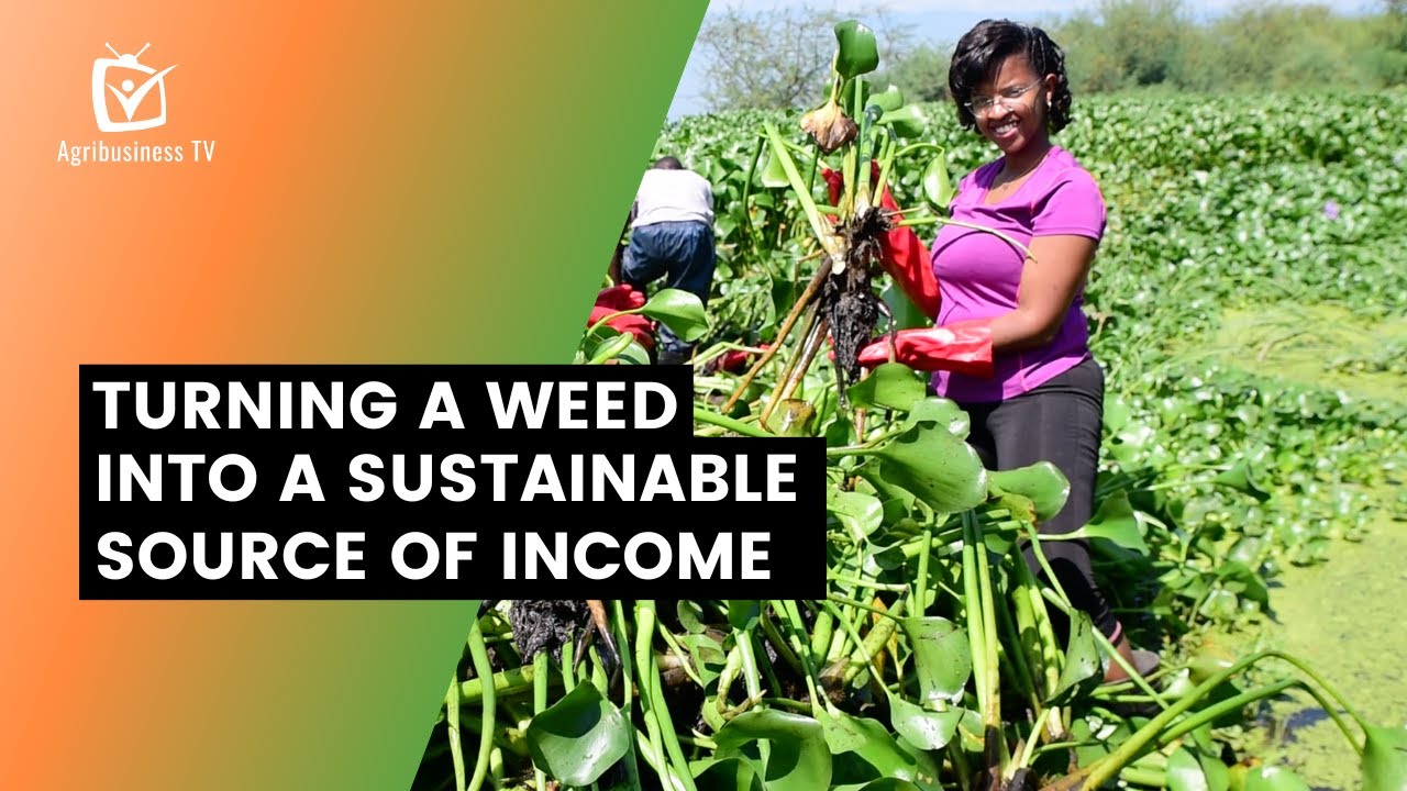 Burundi: Turning a weed into a sustainable source of income - YouTube