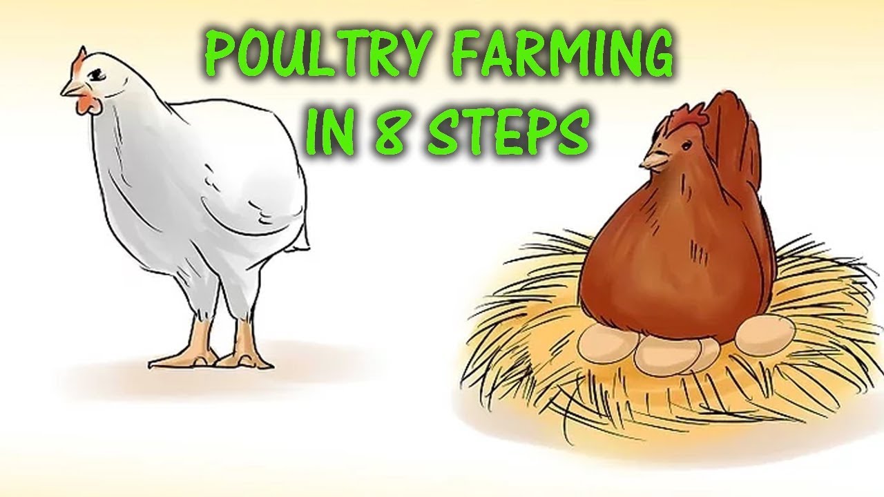 How to Start Poultry Farm in 8 Steps - YouTube