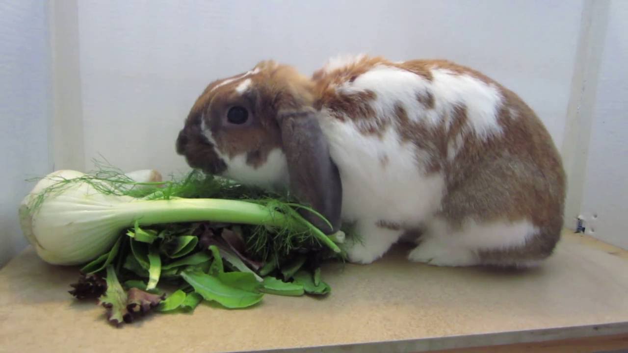 Adoptez la lapine Sophie! – Adopt Sophie the rabbit! Vidéo 3 - YouTube