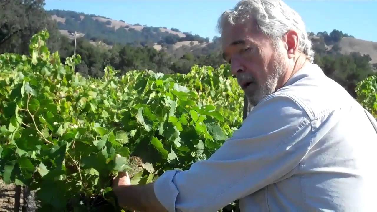 September 2011 at Buehler Vineyards - YouTube
