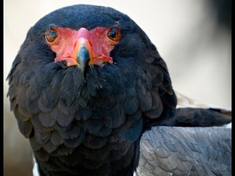 State Fair Bird Show - YouTube