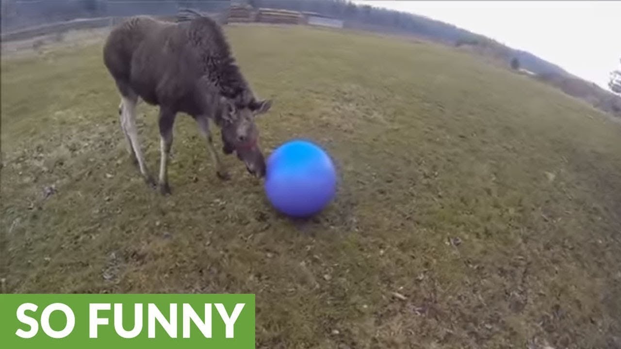 Moose calf plays with giant toy ball - YouTube
