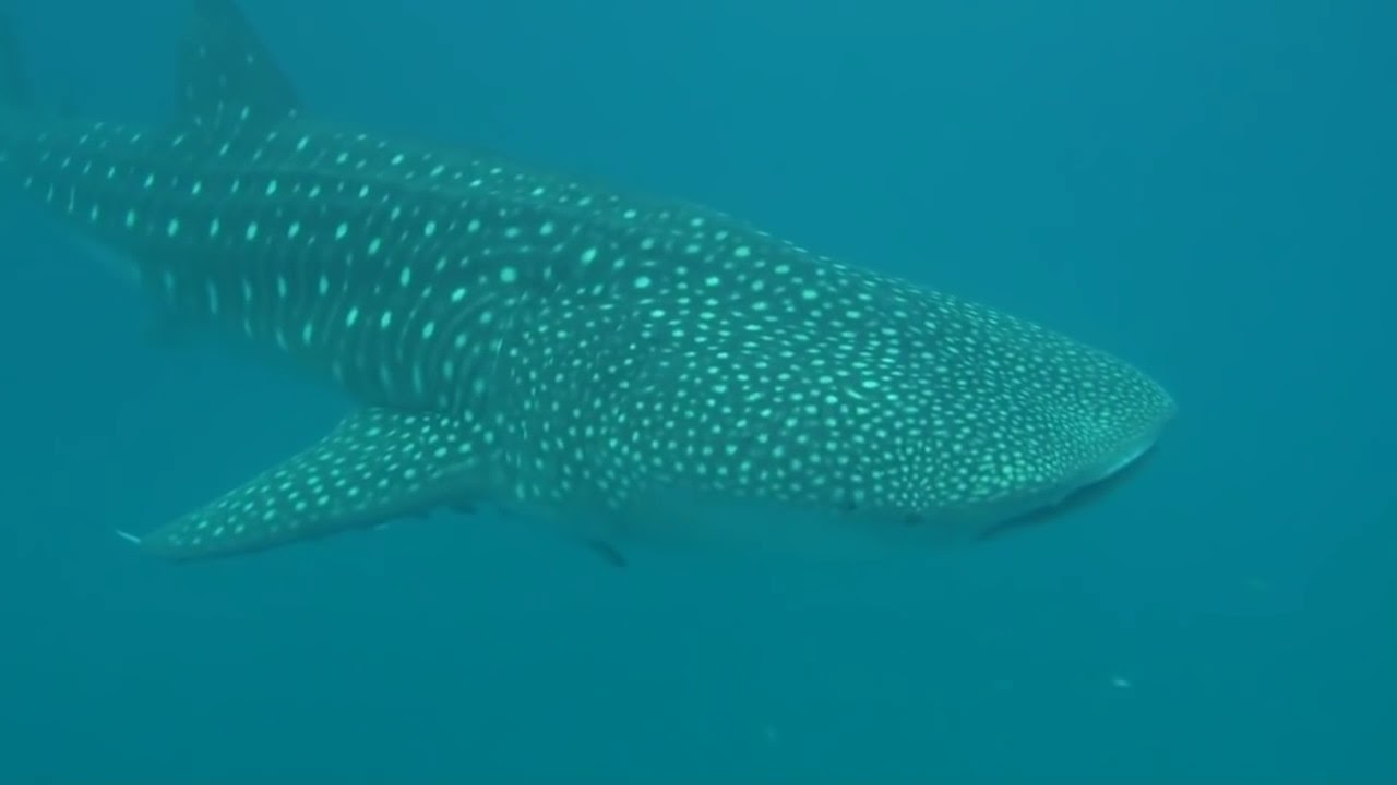 Stumpy the whale shark - YouTube