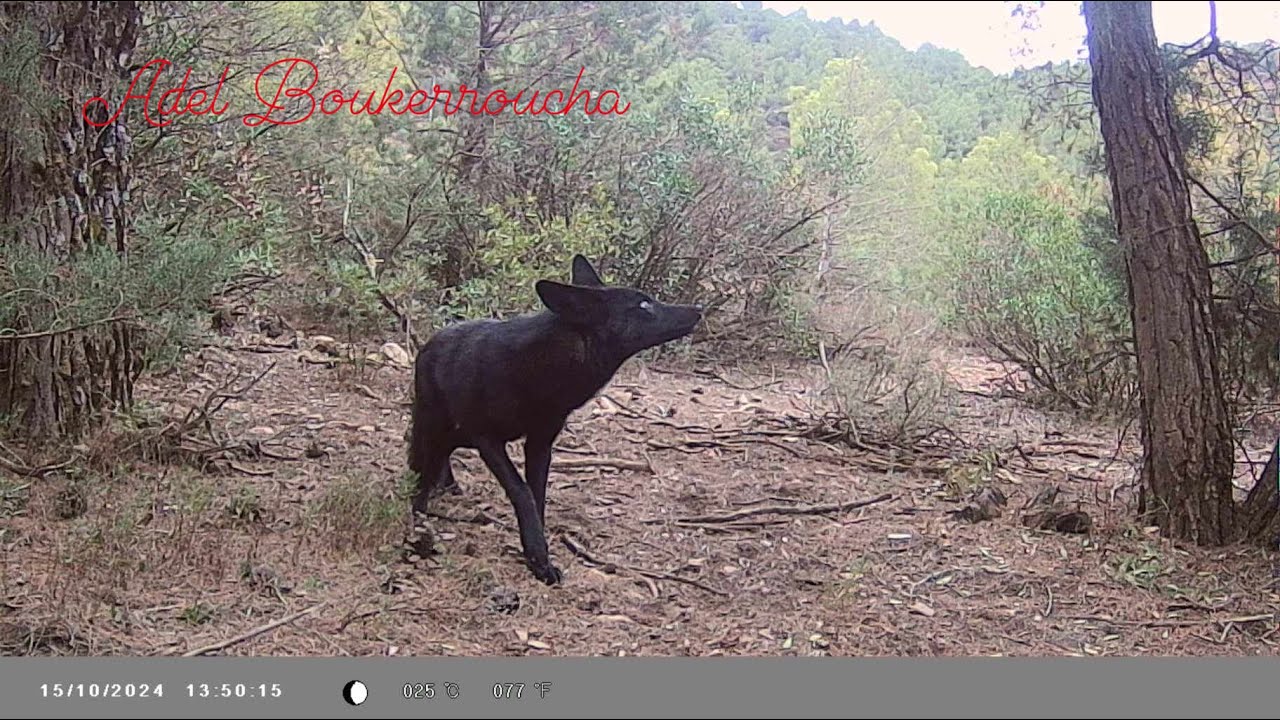 Melanistic African Wolf (Canis lupaster) - YouTube