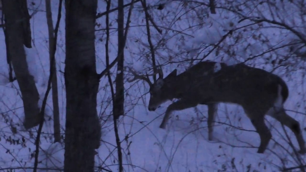 Late Season Success (2017 NY Deer Muzzleloader) - YouTube
