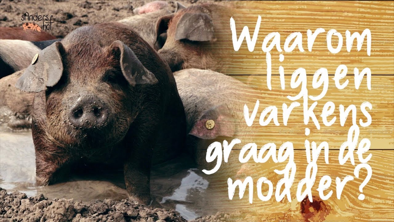 #5 Waarom rollen varkens graag in de modder? - YouTube