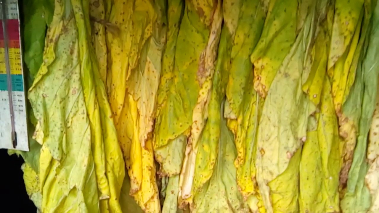 GAS FIRE FURNACE FOR TOBACCO CURING - YouTube