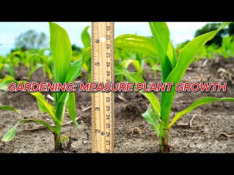 Let’s Measure Plant Growth: Fun Garden Adventure for Young Kids, Kindergarten, and Preschoolers