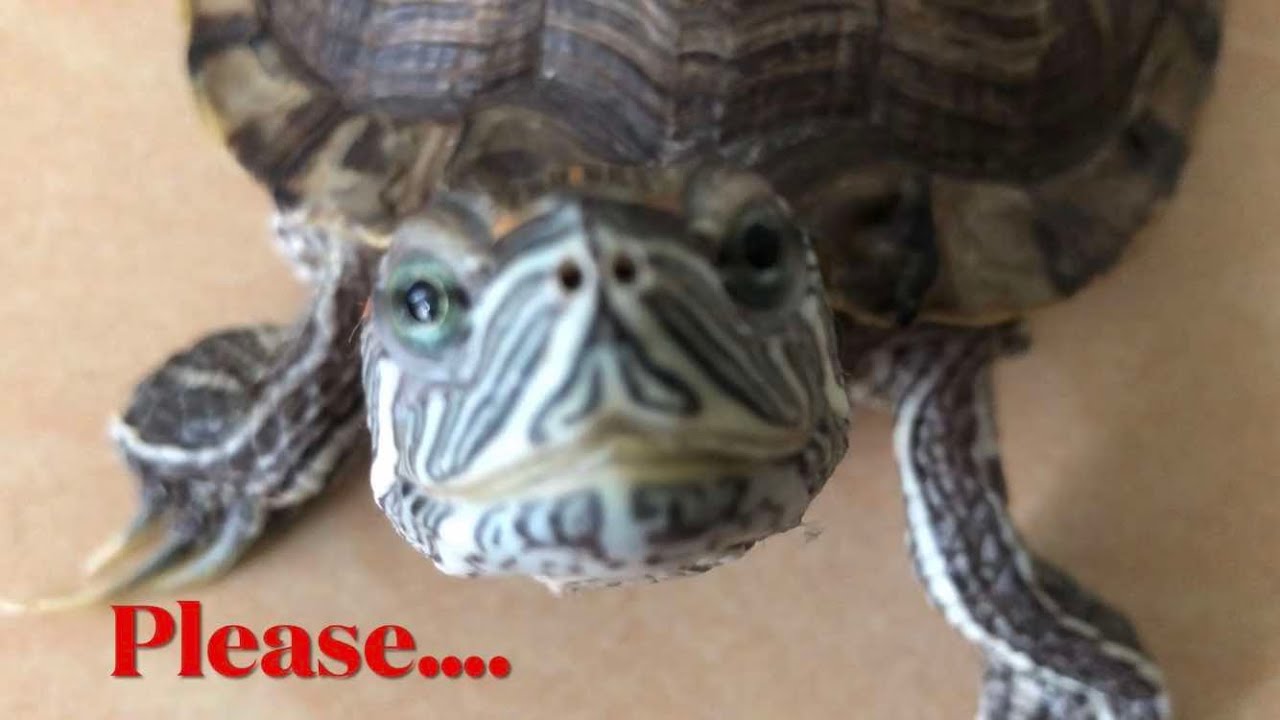 Funny Turtle thinks I am His Mommy, - YouTube