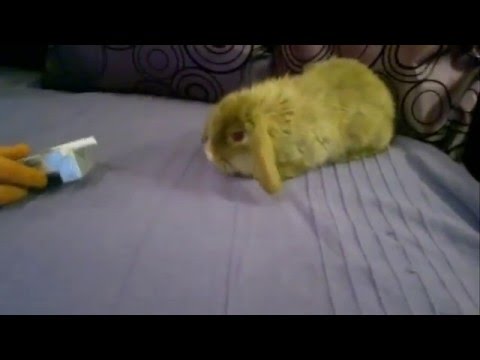 Bunny \