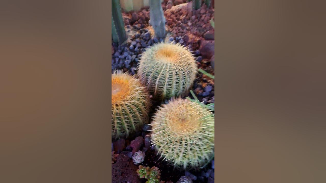 Cacti - YouTube