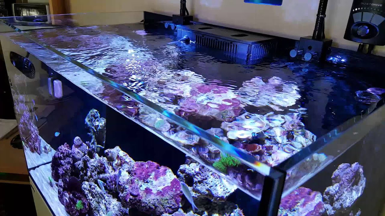 Red sea REEFER 250. week 5 update. Part 1. - YouTube