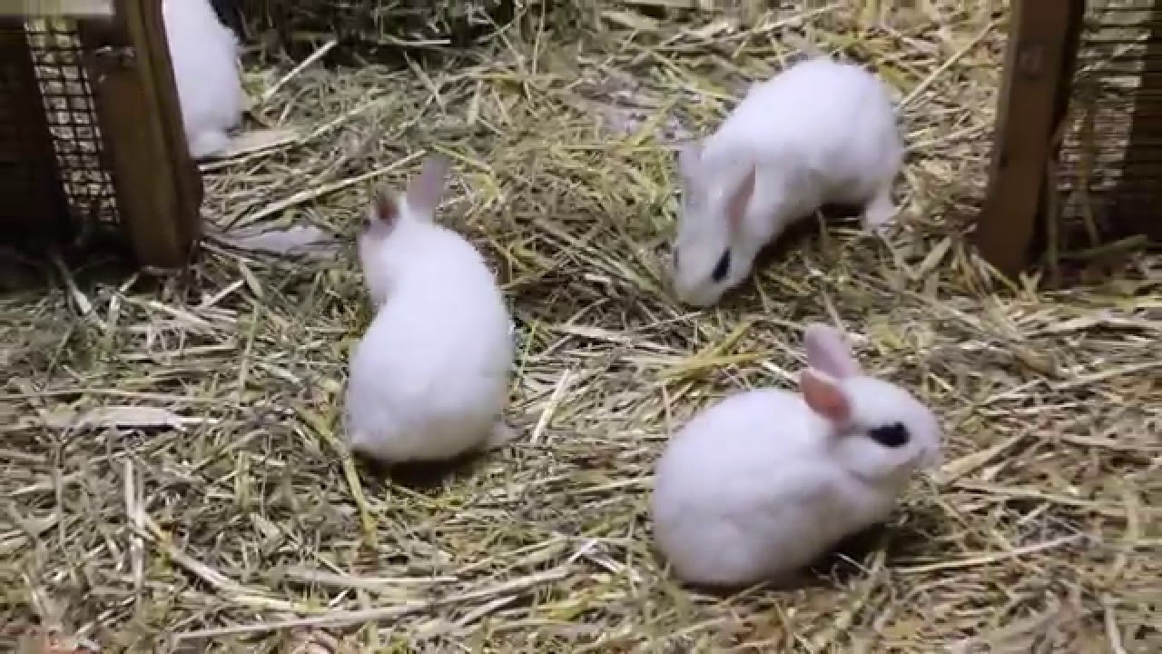 Conejo Blanco Mascota - YouTube
