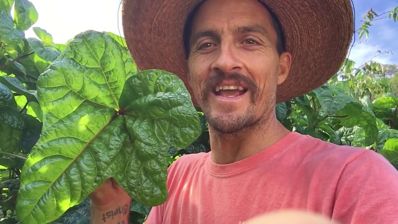 Increase planet and human health....Edible Hibiscus or Lau Pele and it ...