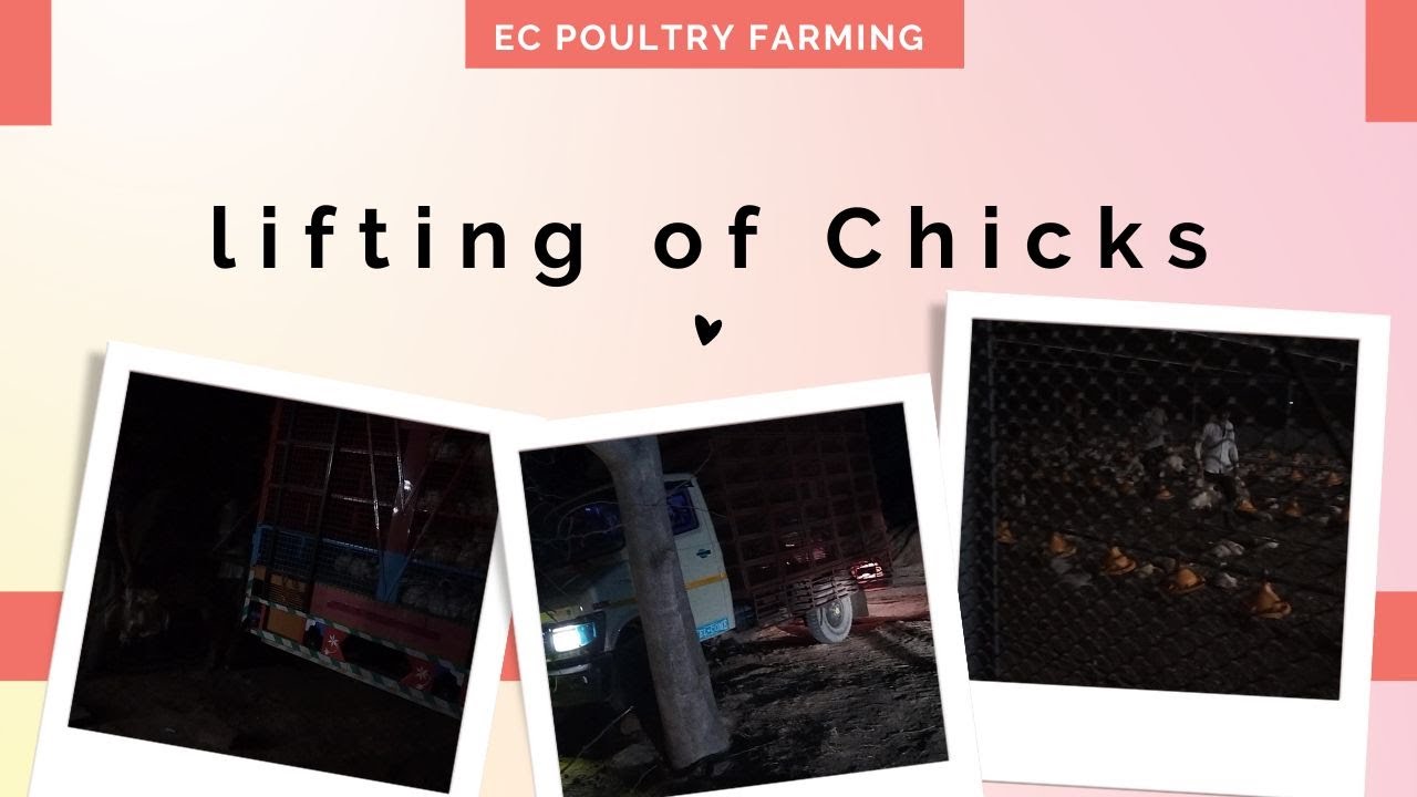 Lifting of Chicks.... EC Poultry Farming - YouTube