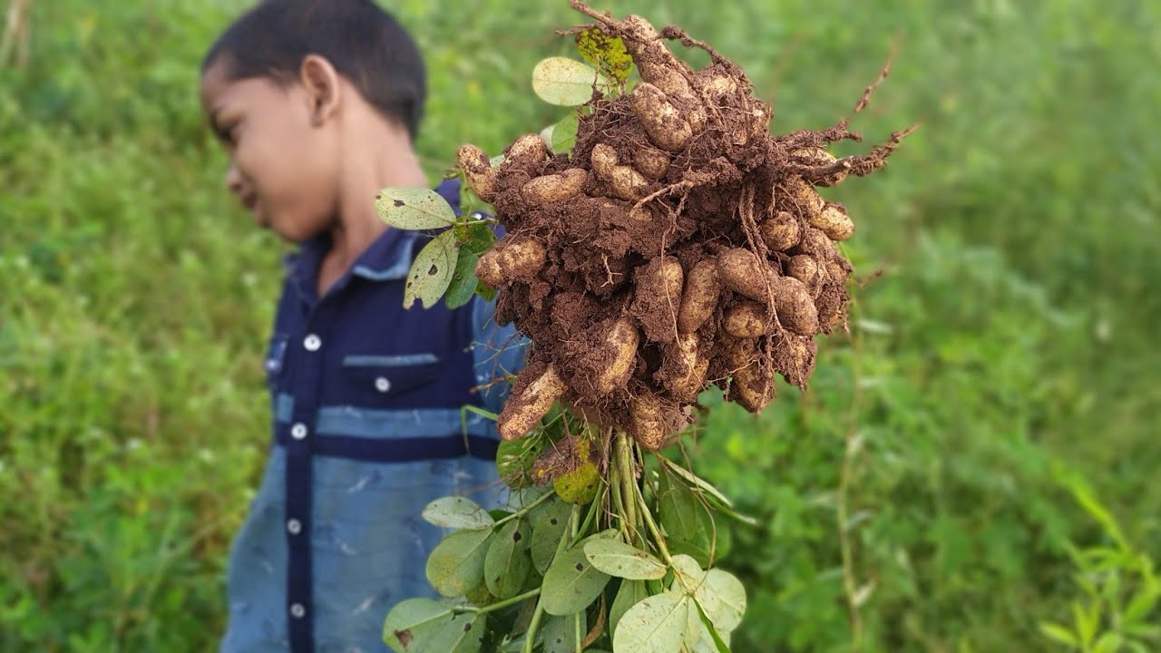 BADAM बादाम की खेती कैसे करते है | How To Almond farming | Almond की ...