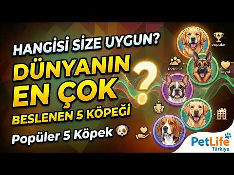 Hangi Köpeği Sahiplenmelisiniz? 🐕 Popüler 5 Irkın Karşılaştırmalı Analizi