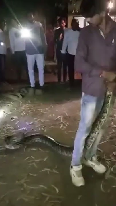 indian rock Python rescue !! भारतीय अजगर !! #snake #python - YouTube