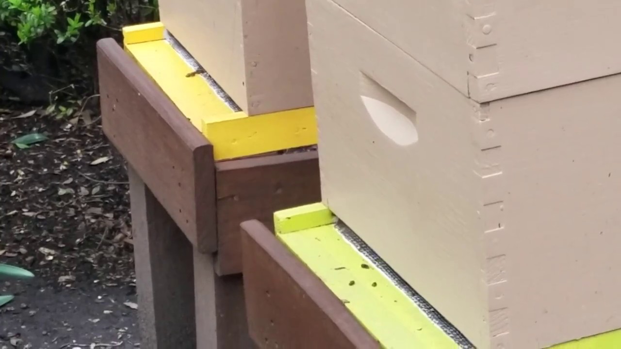 Aeon (Eon?) and Who is Starving the Honey Bee - YouTube