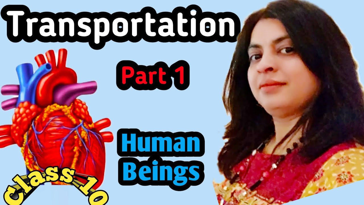 Transportation in Human Beings.Class 10 biology life Process # CBSE ...