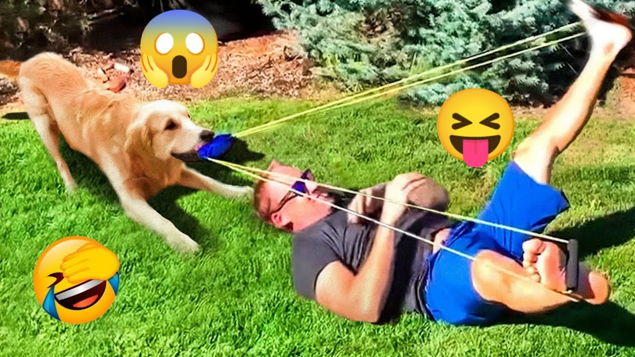 Funny Animal Videos Part 19 ||Cute And Funny Dog Videos To Keep You ...