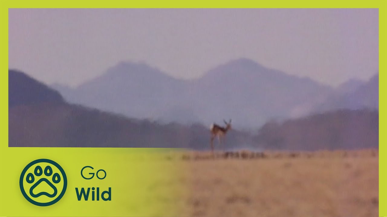 Oh Rats - Nature’s Greatest Moments S03E04 - Go Wild - YouTube