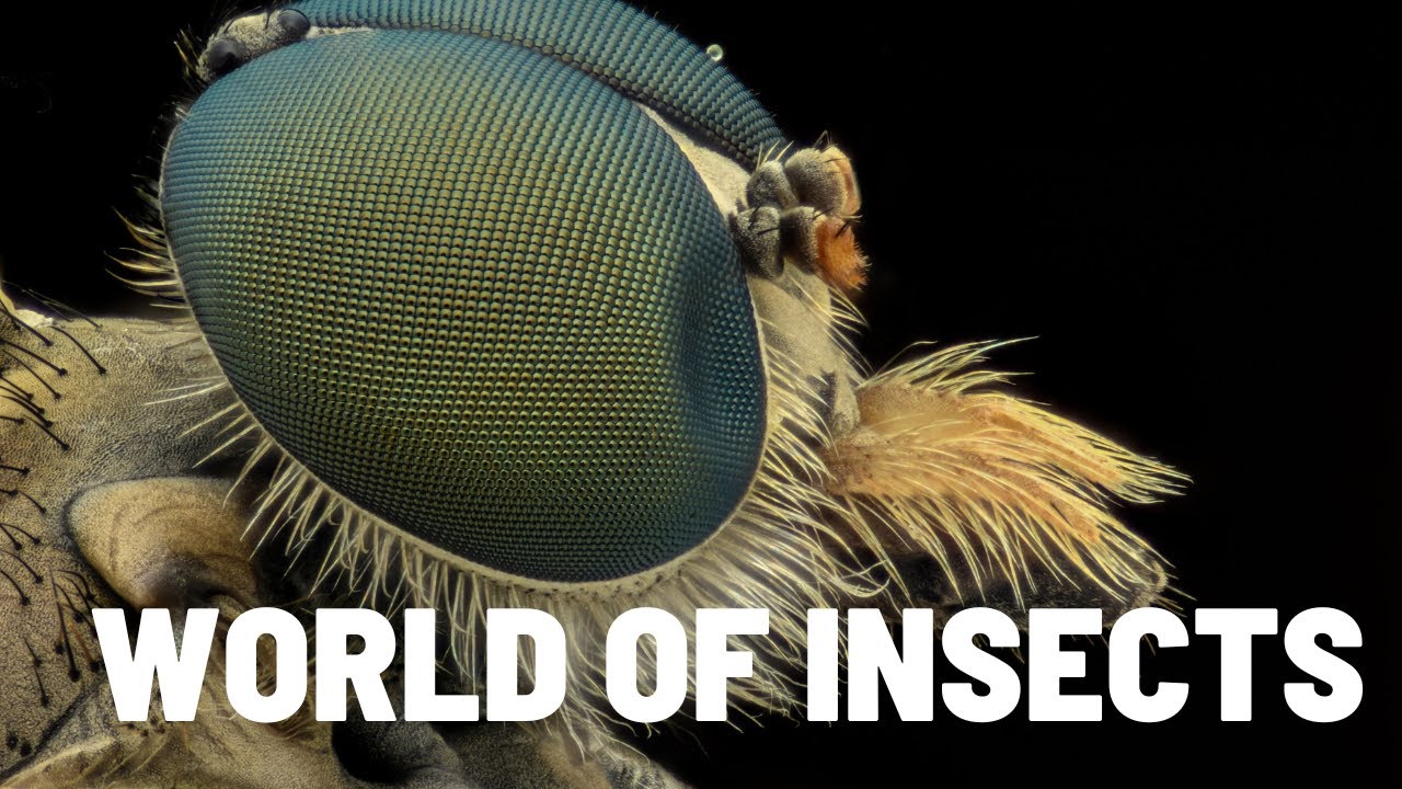 World of Insects . Best Video of Insects With Relaxing Music . - YouTube